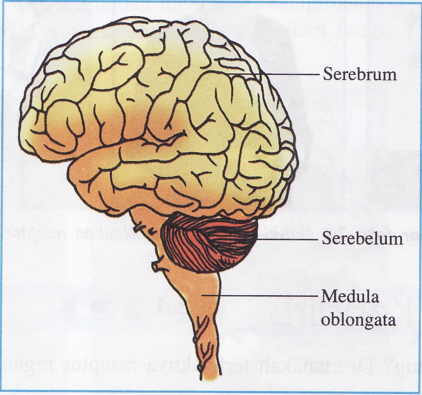 Belajar Sains Bersama Cikgu Shahida: OTAK