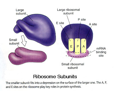 BIOLOGI SMA: Struktur dan Fungsi Sel