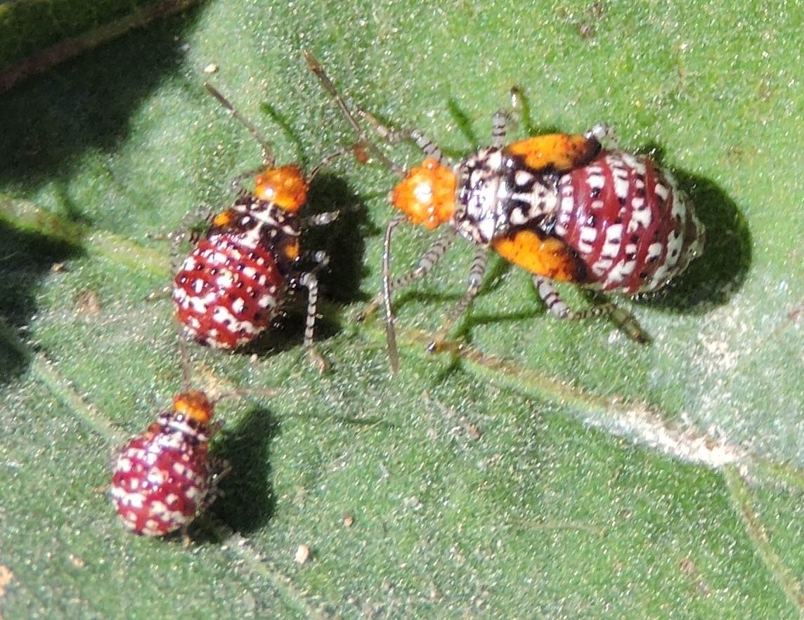 Springfield Plateau: Hibiscus Plant Bug
