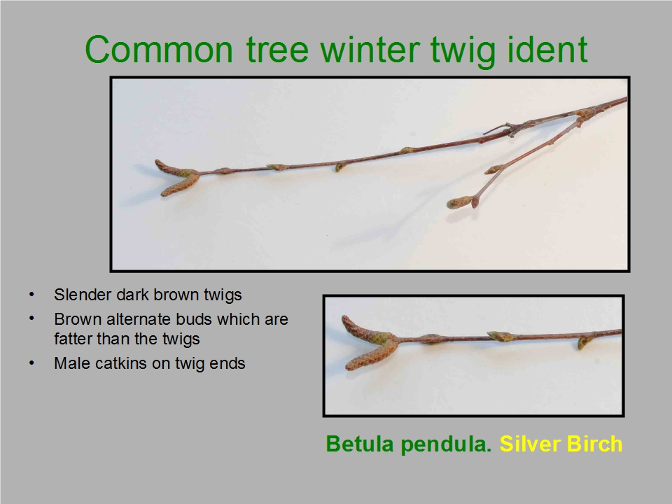 Woodland Management: A Guide