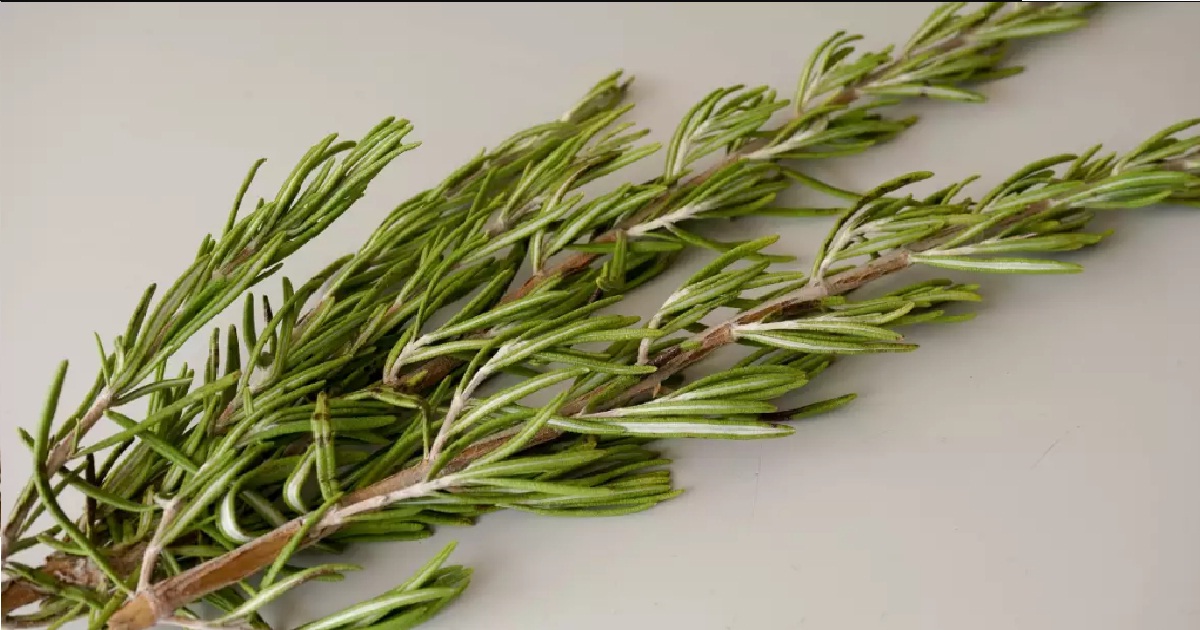 Le romarin une plante merveilleuse qui combat la fatigue ~ Sport et Santé
