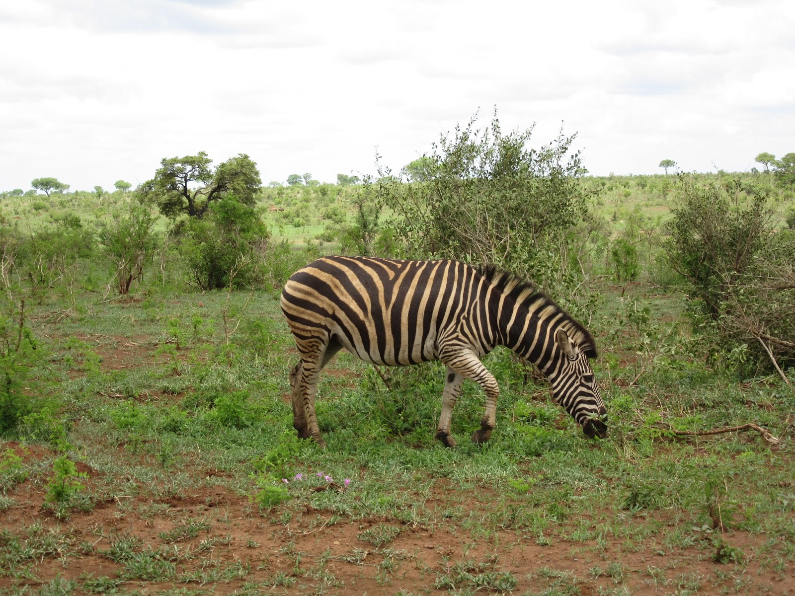 The Overseas Adventures of Annie and Steven Berger 2016: 11/27: Hippos ...
