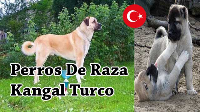 Perros de Raza Kangal Turco