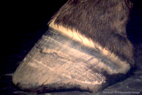 Fran Jurga`s Hoofcare + Lameness: HoofSearch Publishes Online Donkey ...