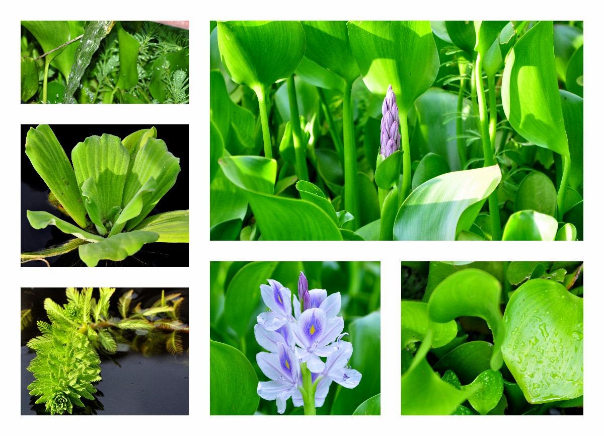 Plantas de regalo: TIPOS DE PLANTAS ACUÁTICAS