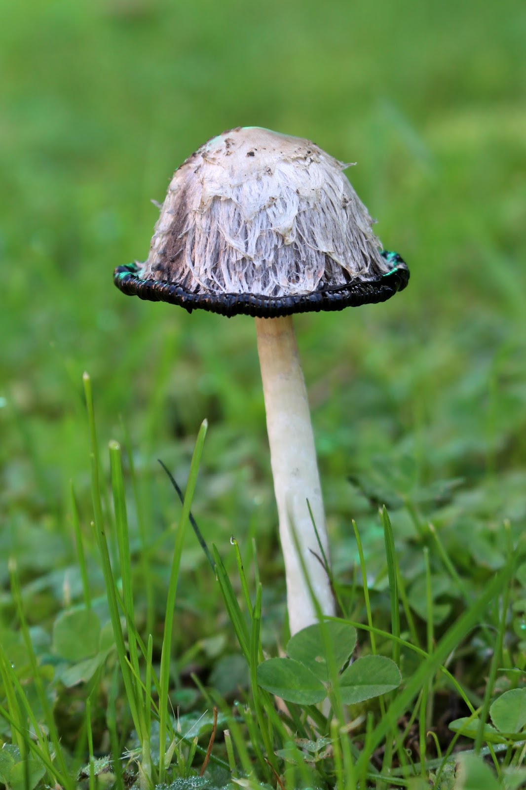 Xx Garden: LES CHAMPIGNONS