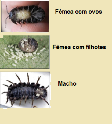 BIBOCA AMBIENTAL : TATU BOLINHA