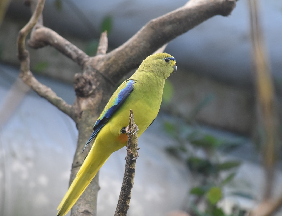 ZOOTOGRAFIANDO (6.100 ANIMALS): PERICO ELEGANTE / ELEGANT PARROT ...