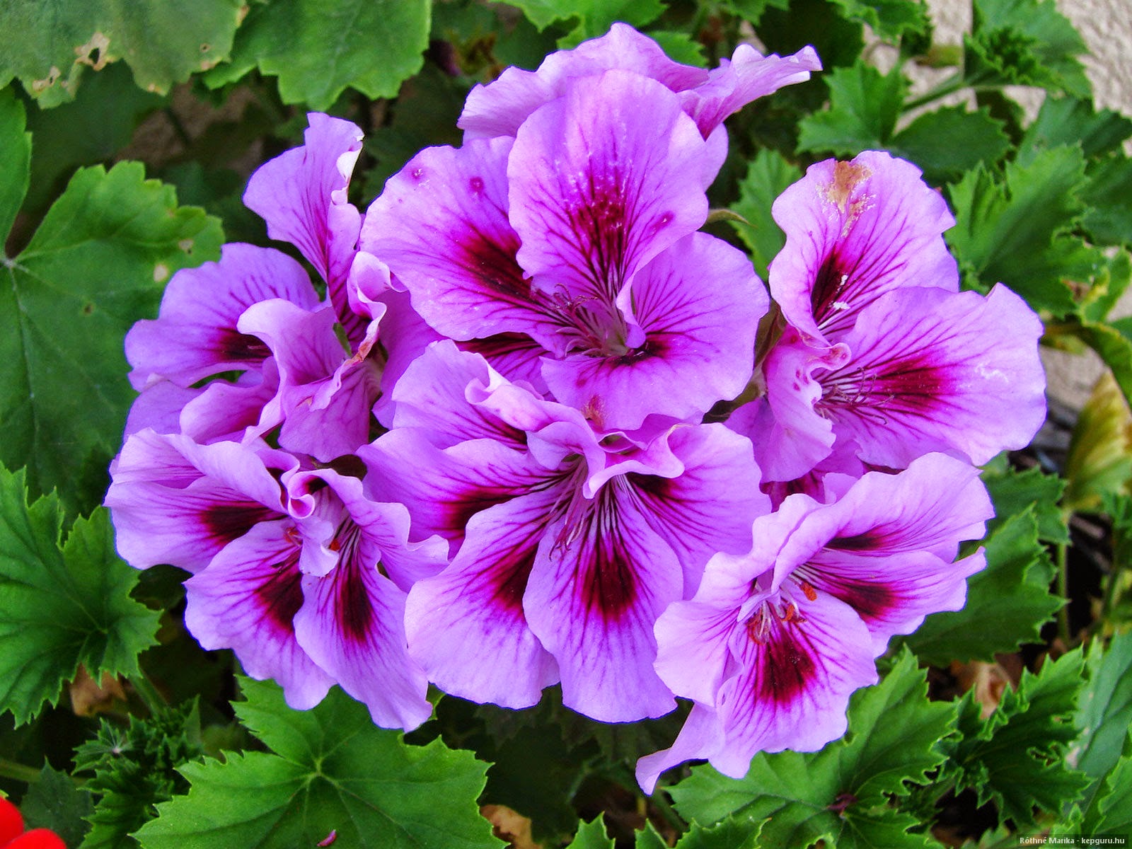 ΓΕΡΑΝΙΑ photos - wallpapers (ανανεωμένο) | the fun bank