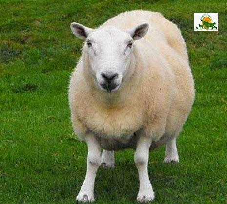 Veterinary Sciences: Sheep Breeds of Pakistan