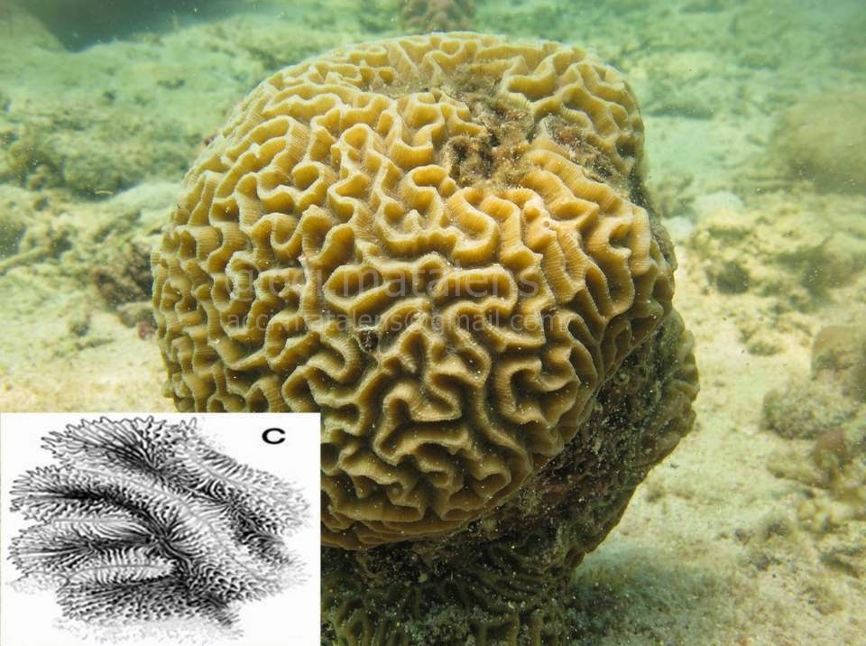 Pamacca: Bentuk Pertumbuhan Karang