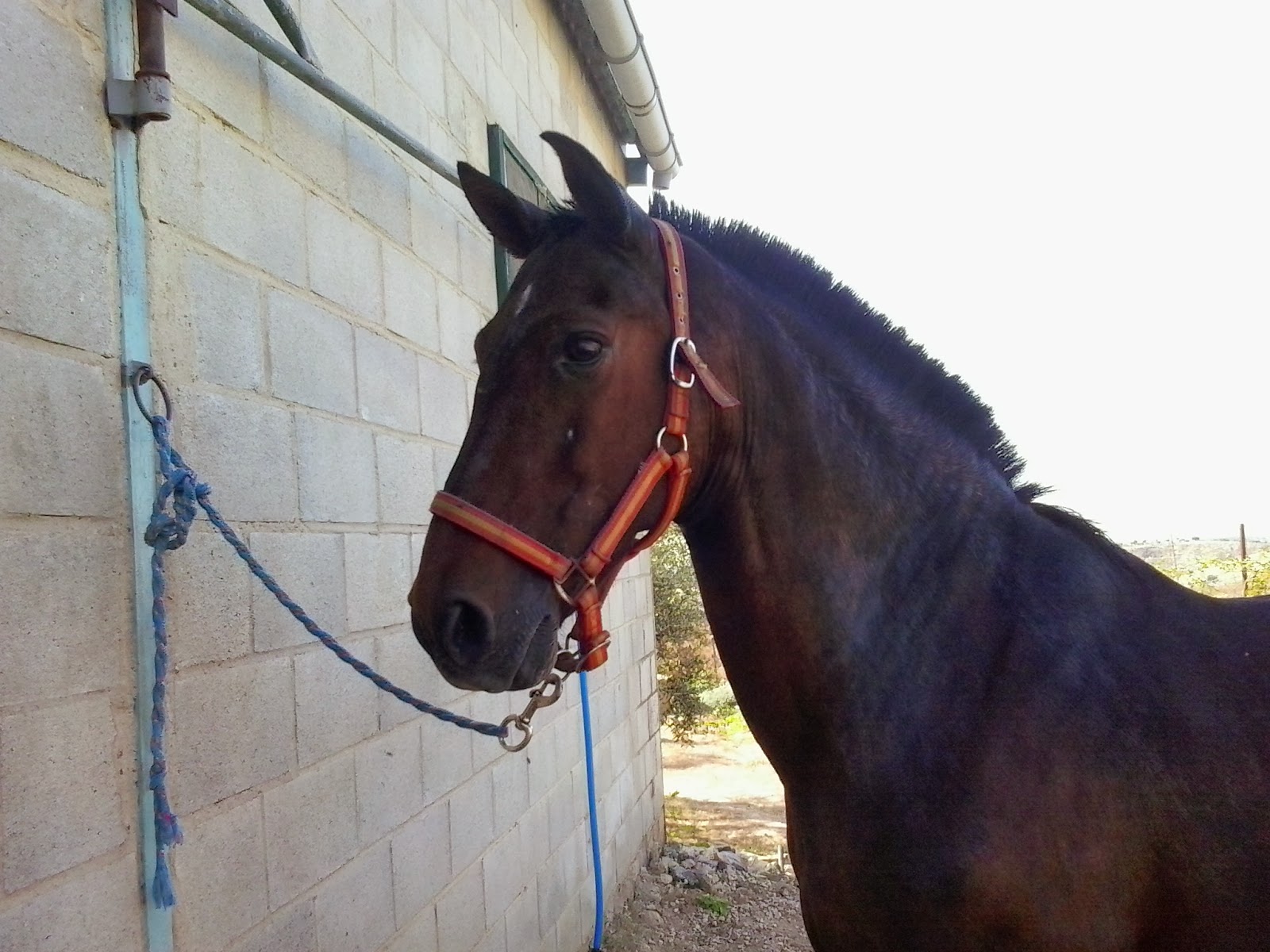 Todo sobre los caballos : Las Crines