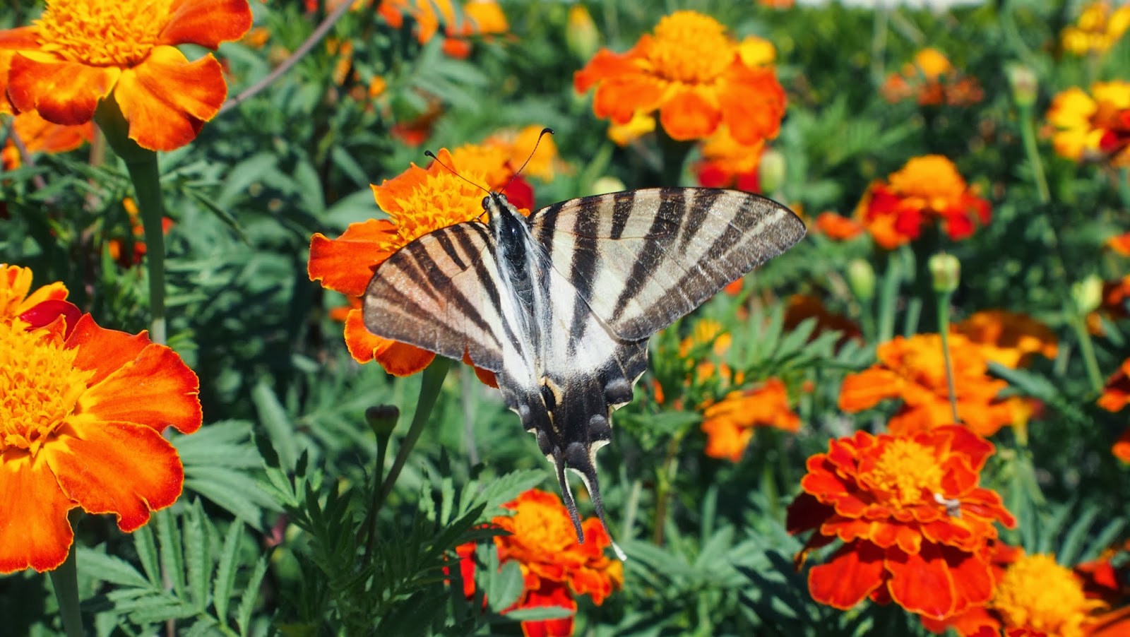 MATA DO BUÇACO • Planifica tus viajes