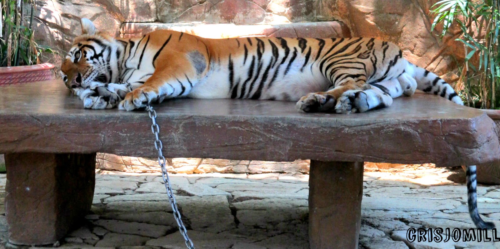 Animals to See When Visiting the Baluarte in Ilocos Sur | SIMPLE DREAMER