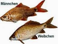 BUDIDAYA IKAN NILEM (Osteochilus hasselti) ~ MEDIA PENYULUHAN PERIKANAN ...