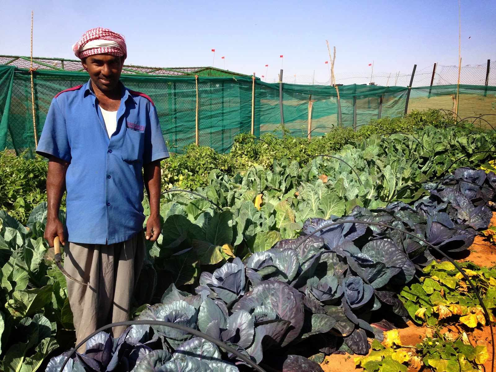 Have you visited a farm in Dubai yet? - Sandy Adventures