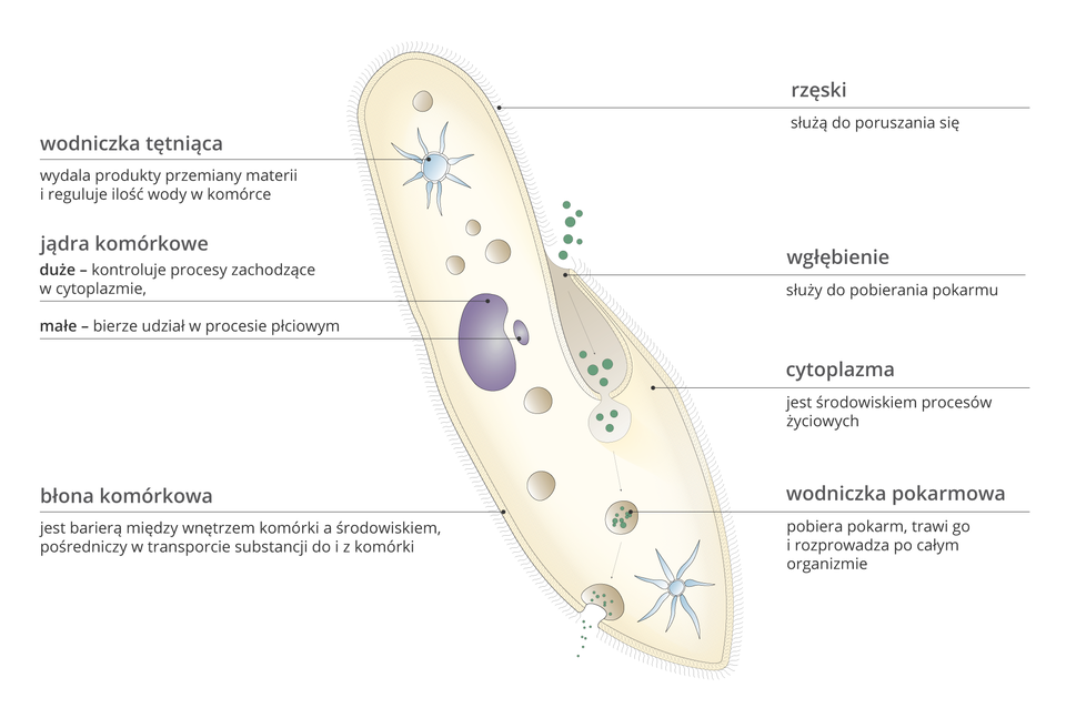 Ce-bulki: Proste w budowie