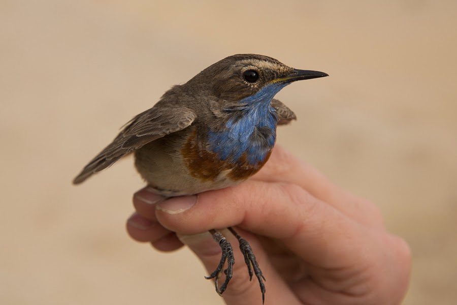 Birds of Saudi Arabia: Caucasian Bluethroat trapped and ringed ...