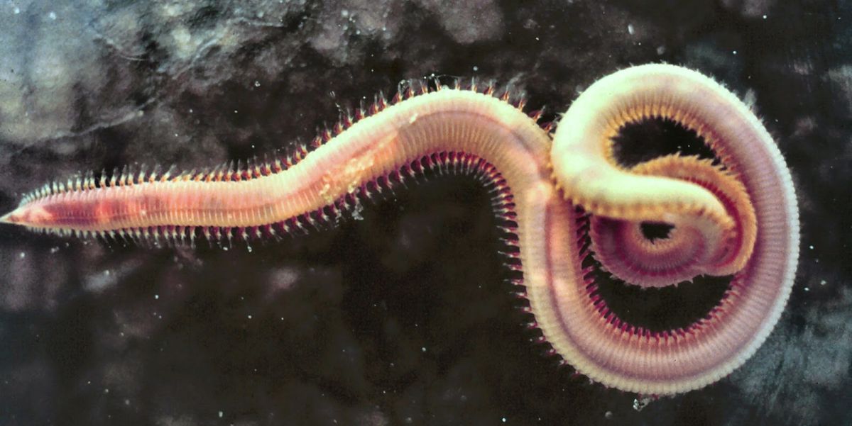 Los animales acelomados: características y clasificación - Biología