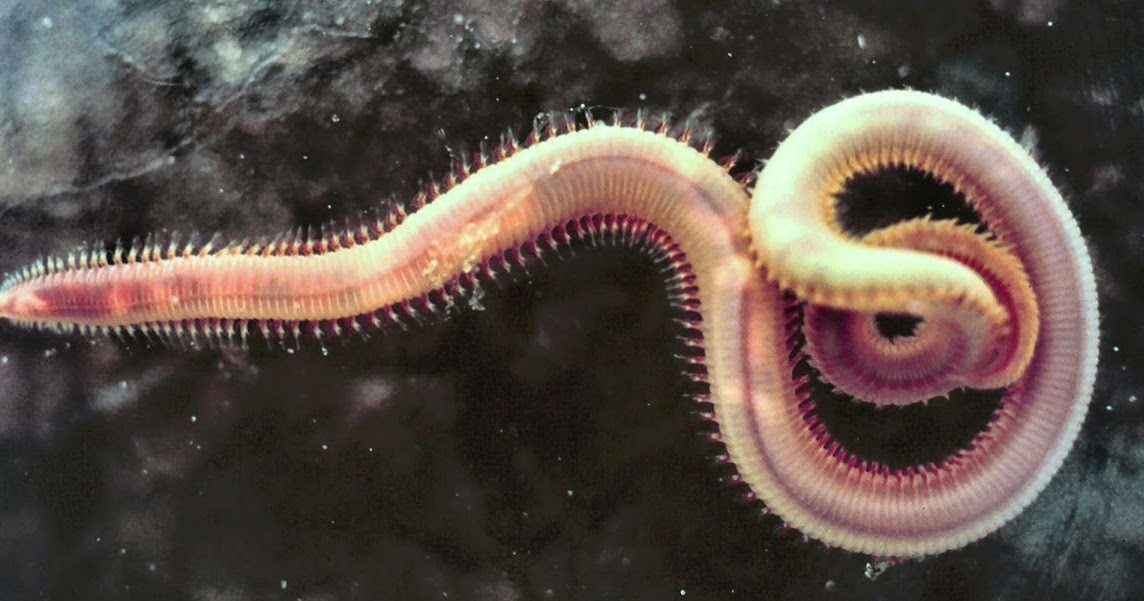 Los animales acelomados: características y clasificación - Biología