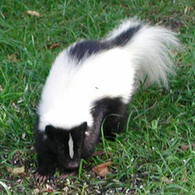 IMÁGENES Y FOTOS DE ANIMALES: Mofeta