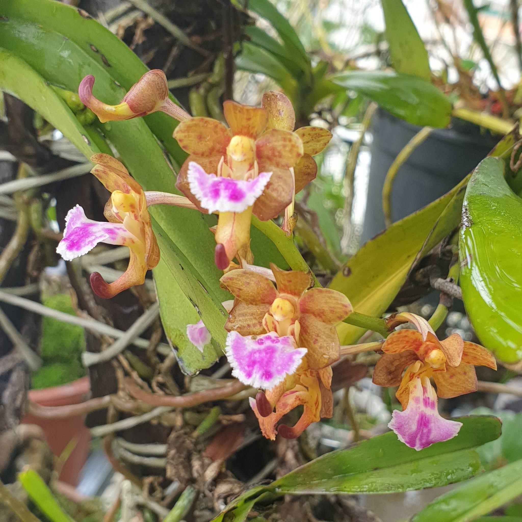 Aerides flabellata