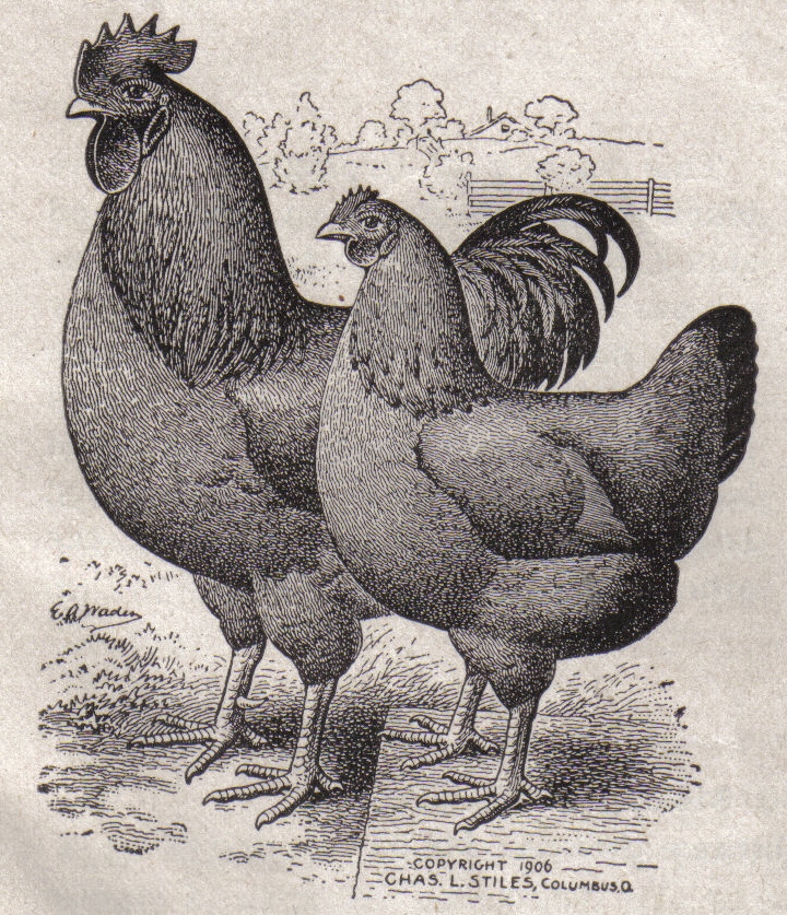 chickenhistory: EARLY RHODE ISLAND REDS...