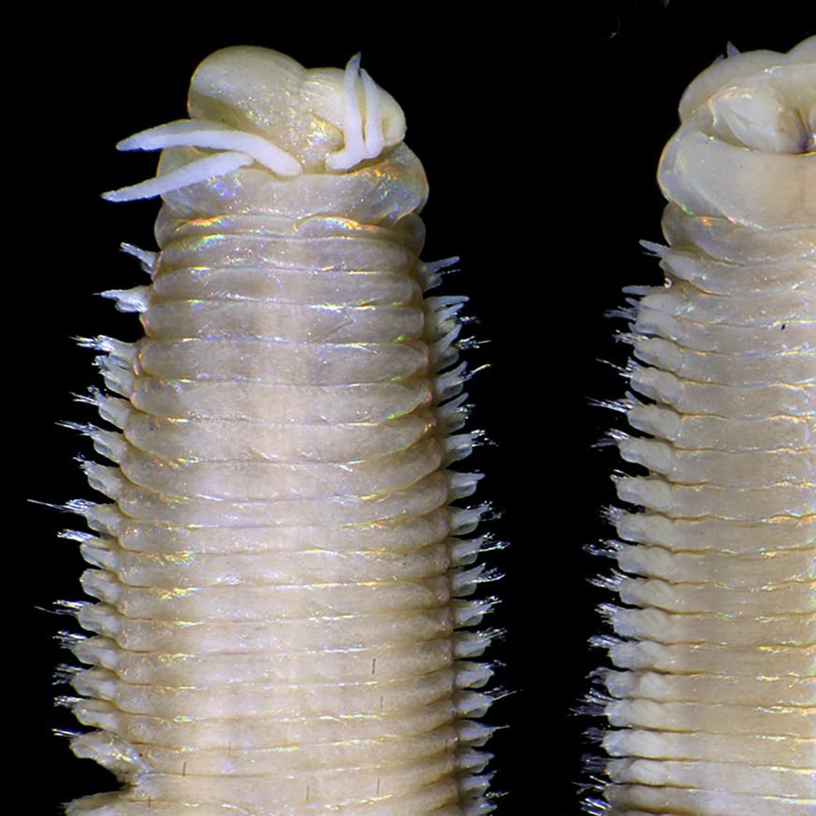 Species New to Science: [Invertebrate • 2017] Revision of Marphysa de ...