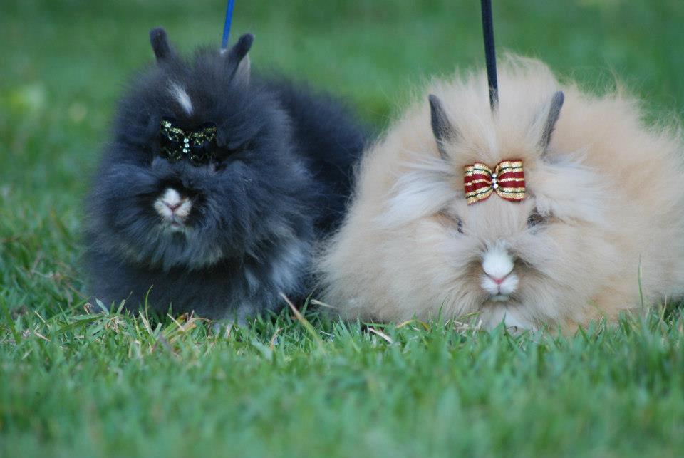 Teddy Dwerg Paraiso: Filhotes vendidos