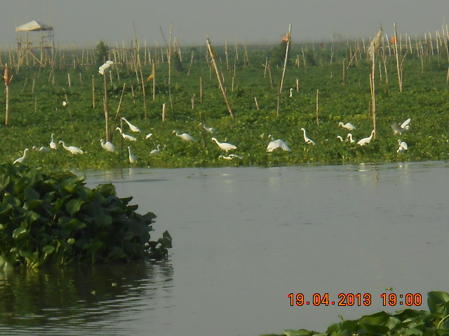 ANGONO (Higante) Chronicles : Barkadahan ng Tagak (Heron Birds)