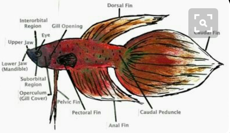 Difference between male and female betta fish