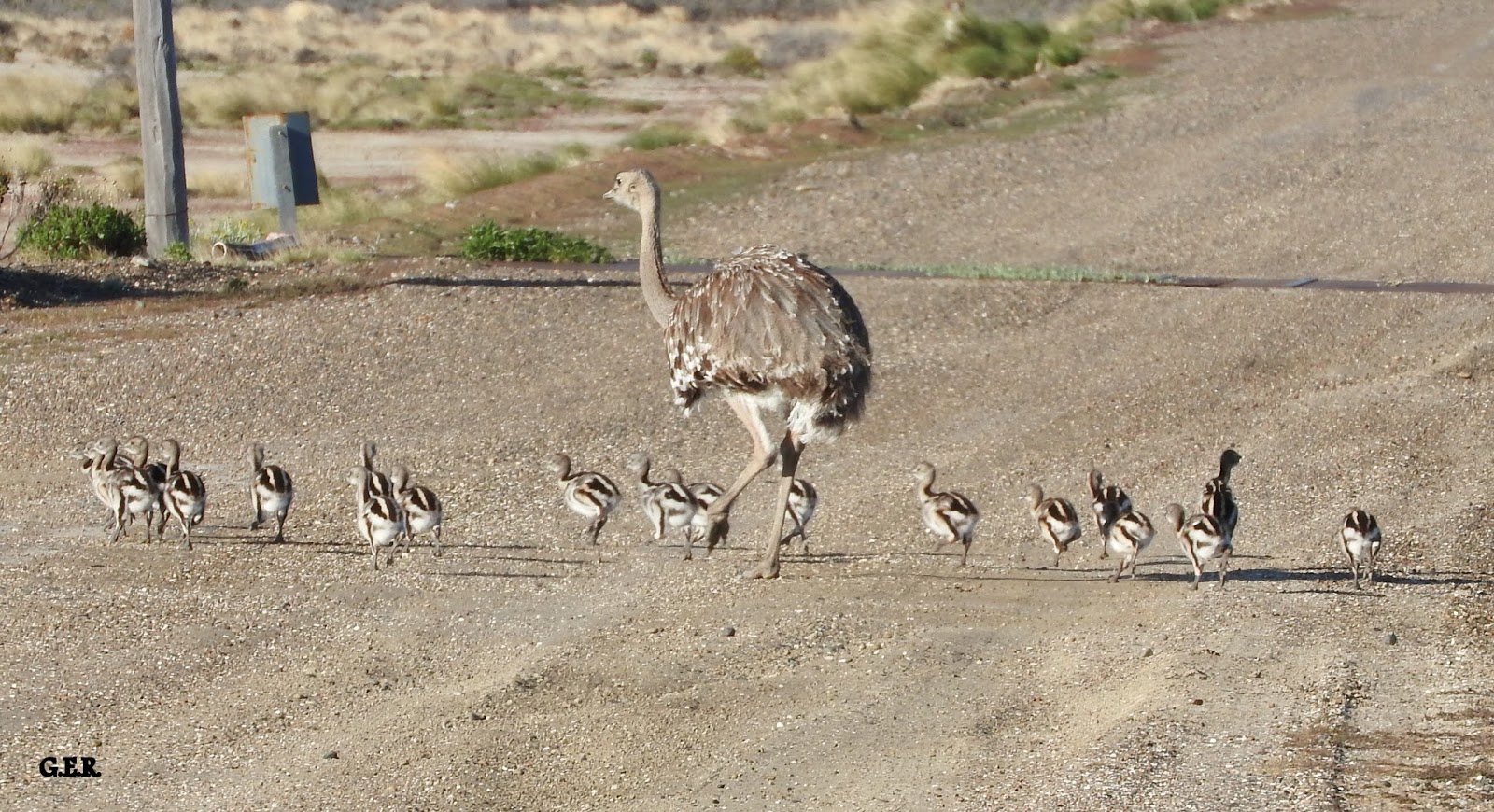 Aves del Golfo San Jorge: Choique (Rhea pennata)