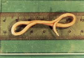 Apa itu Cacing Jarum atau Cacing Benang ? - Viral Cinta