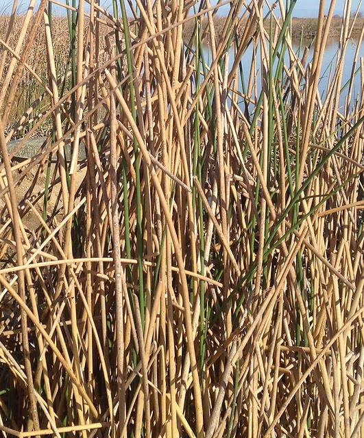Wicked Woollens: Thrum caps as modern camouflage?