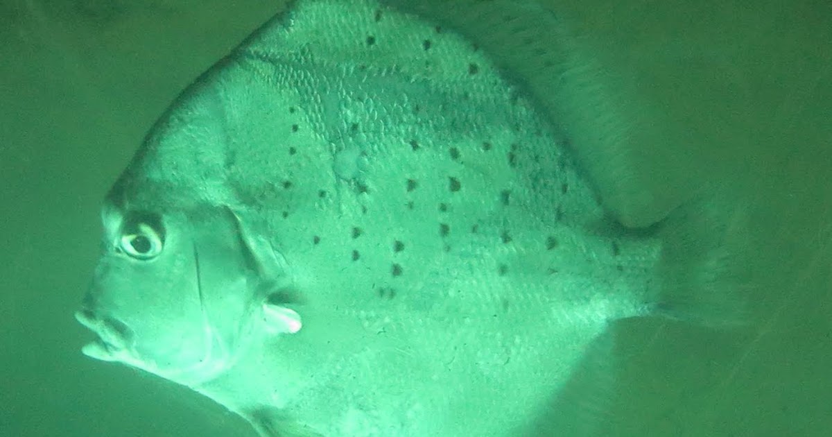 雞籠鯧 (Spotted Sicklefish)