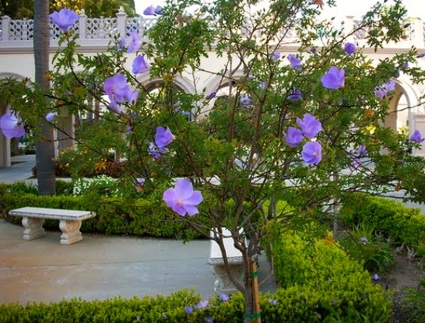 Plantas y flores: Alyogyne huegelii