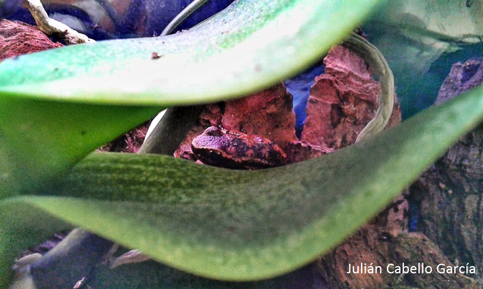 Dendroland: Diario de un Sapito Niñero Oriental (Colostethus Mandelorum)