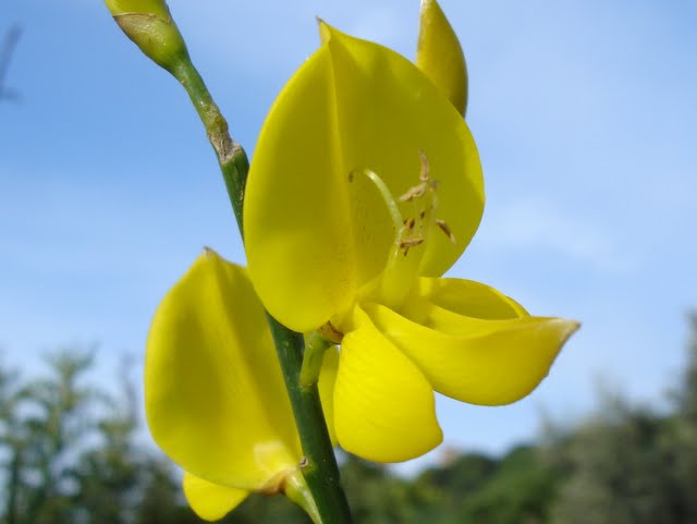 FLORS: Ginesta (Spartium junceum)