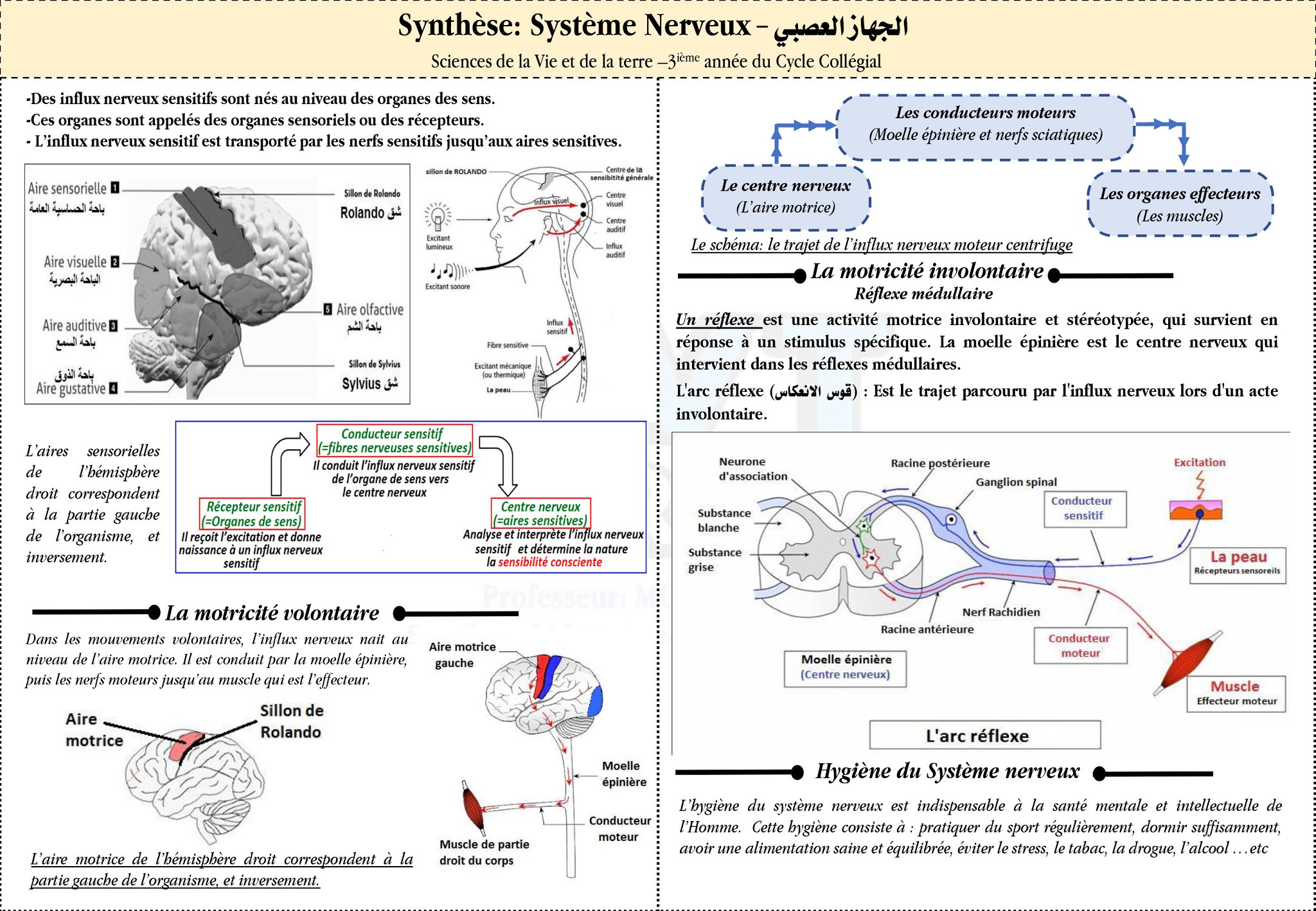 le-système nerveux درس