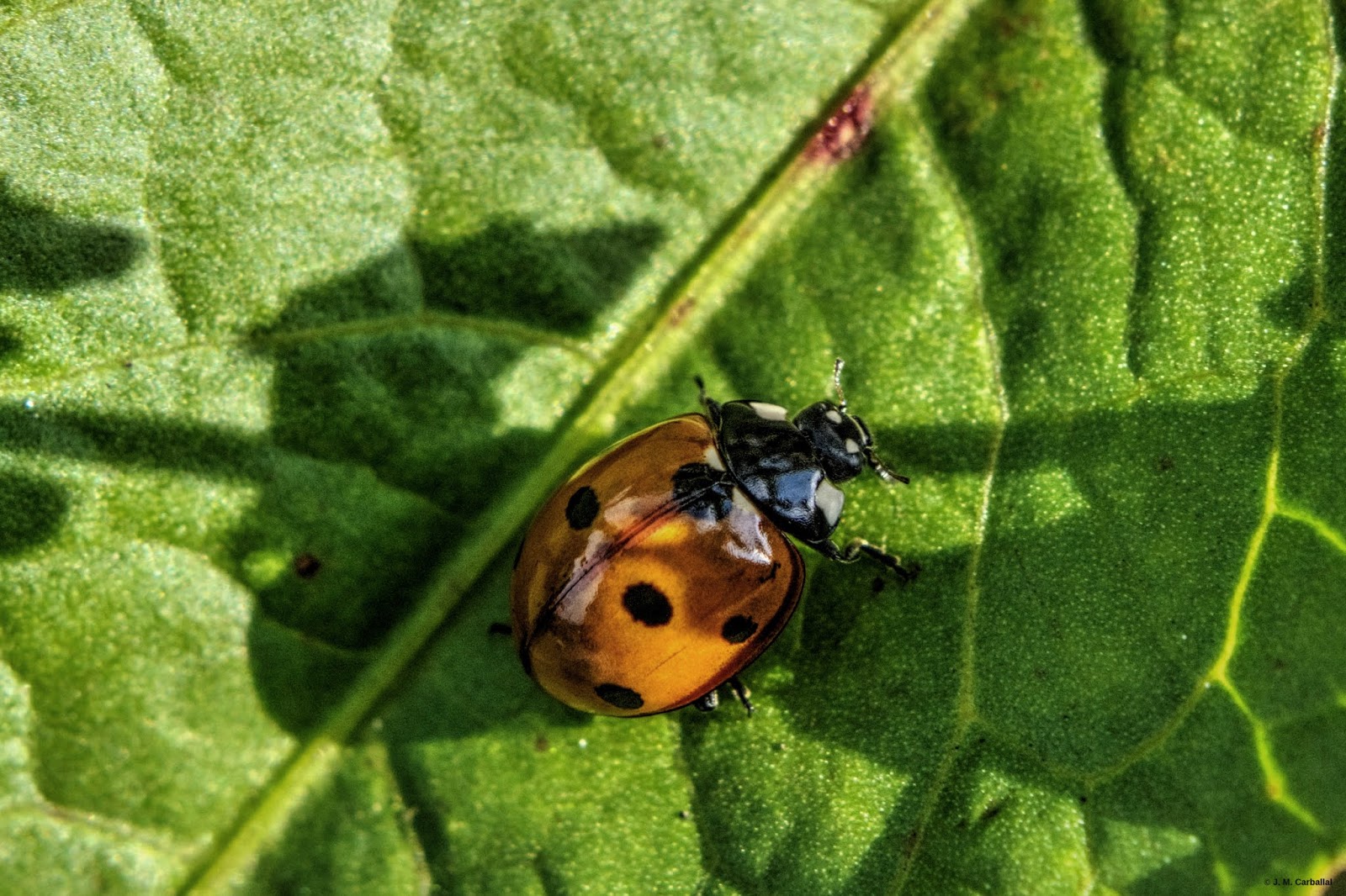 El Blog de Isa y Juan: Coccinella septempunctata (Linnaeus, 1758)