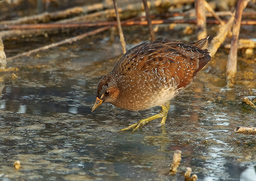 Birds of Saudi Arabia: Spotted Crake at Jubail – Bird record by Munzir Khan