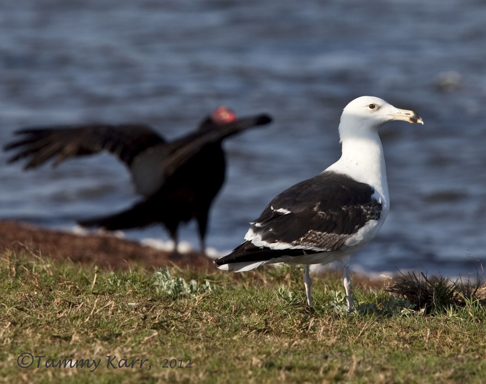 i heart florida birds: Merritt Island National Wildlife Refuge 2/11/12