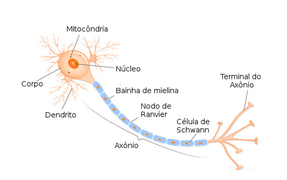 PERMEABILIDADE E IRRITABILIDADE CELULAR ~ SEM NEGATIVA