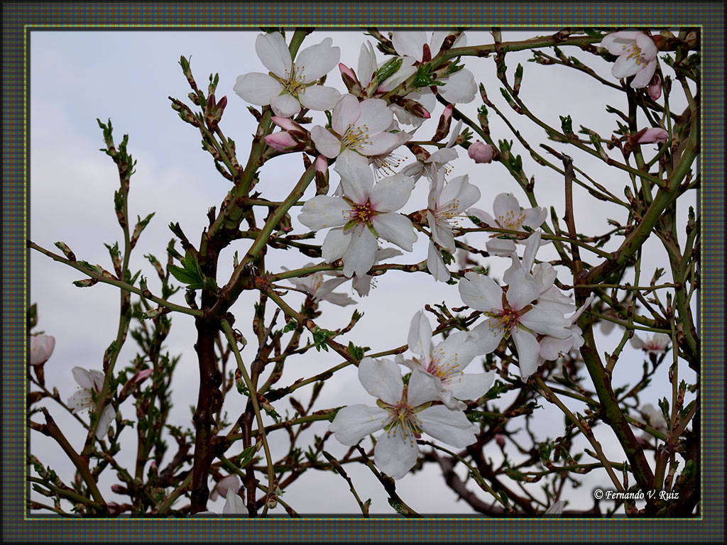 Plantas de La Rioja: Prunus dulcis, (Almendro)