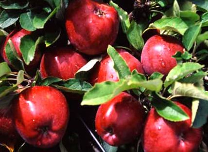 BİTKİLER DÜNYASI: ELMA AĞACI