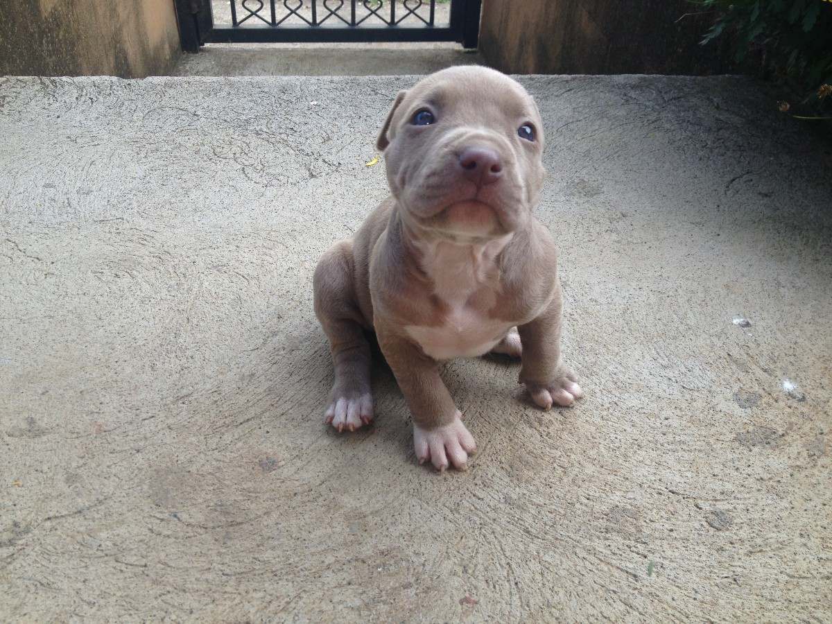 Perros: American stanford