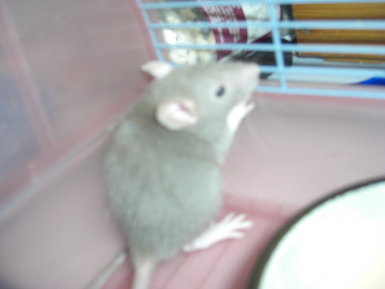 the Goth family baby challange