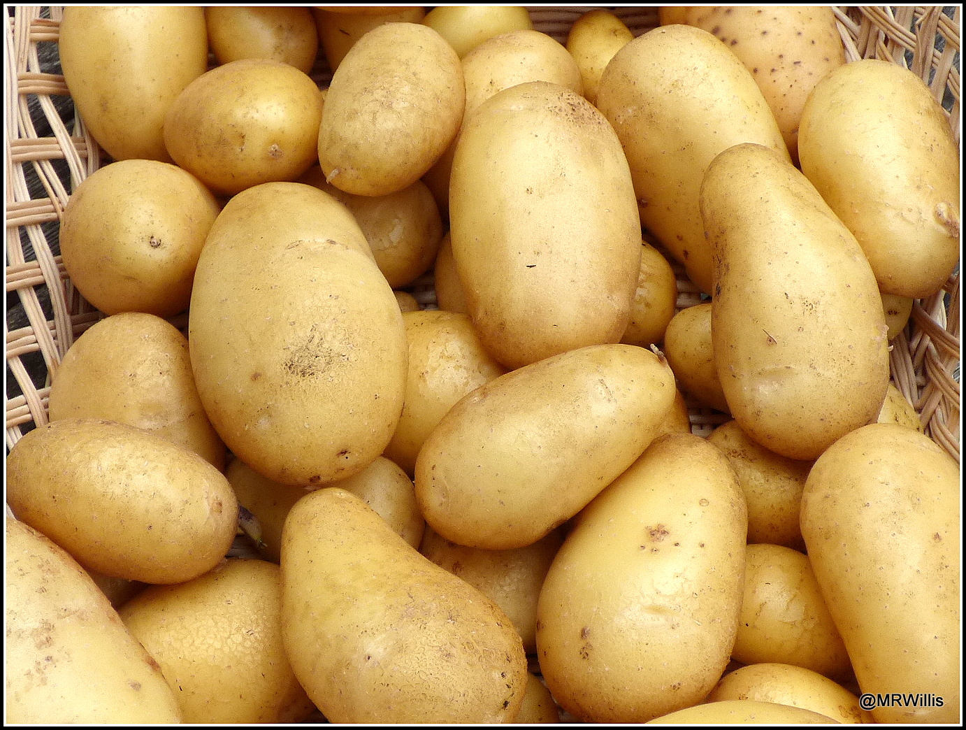 Mark's Veg Plot: Second Early potato "Nicola"