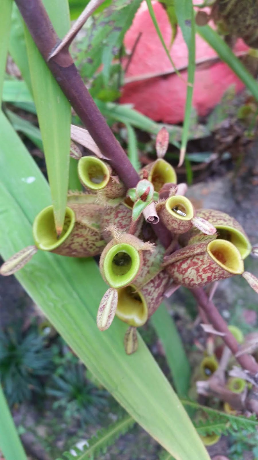 Warisan Petani: WW 137 : Bunga Periuk Kera