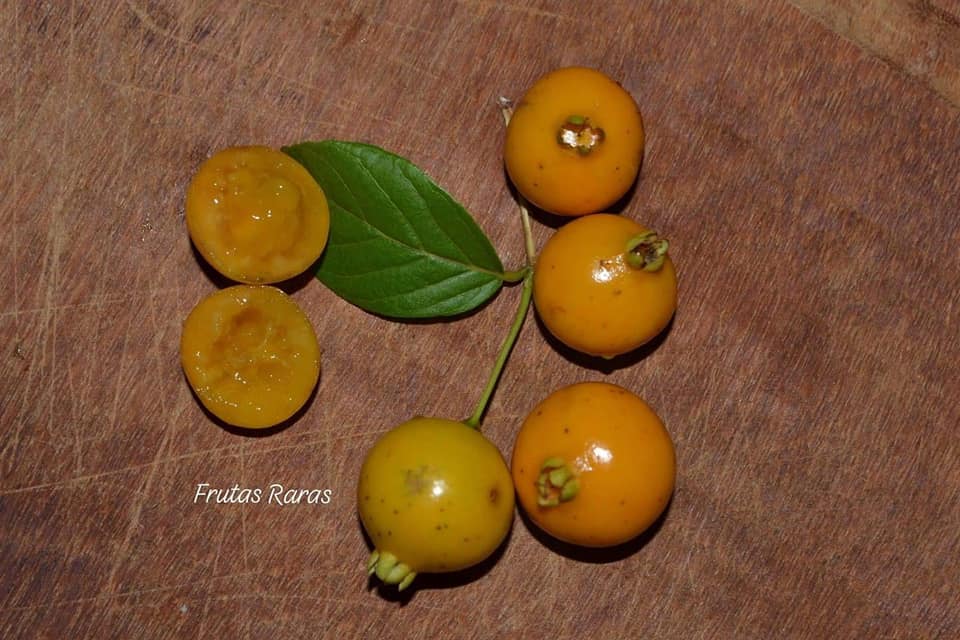 Campomanesia xanthocarpa - Guabiroba-alaranjada, guabiroba, guabirova ...